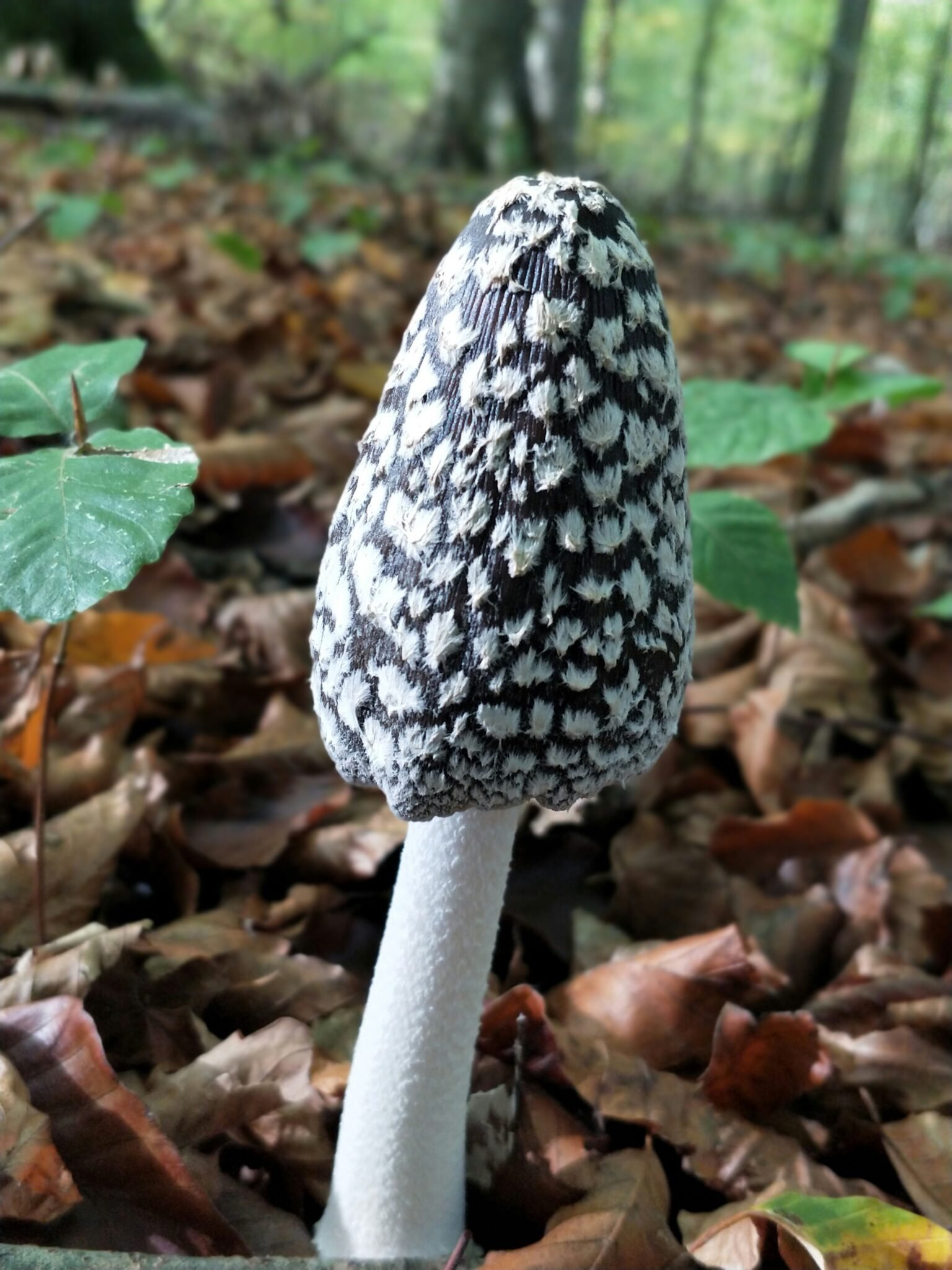 What Is The Classification Of A Mushroom? - Forage Fanatic